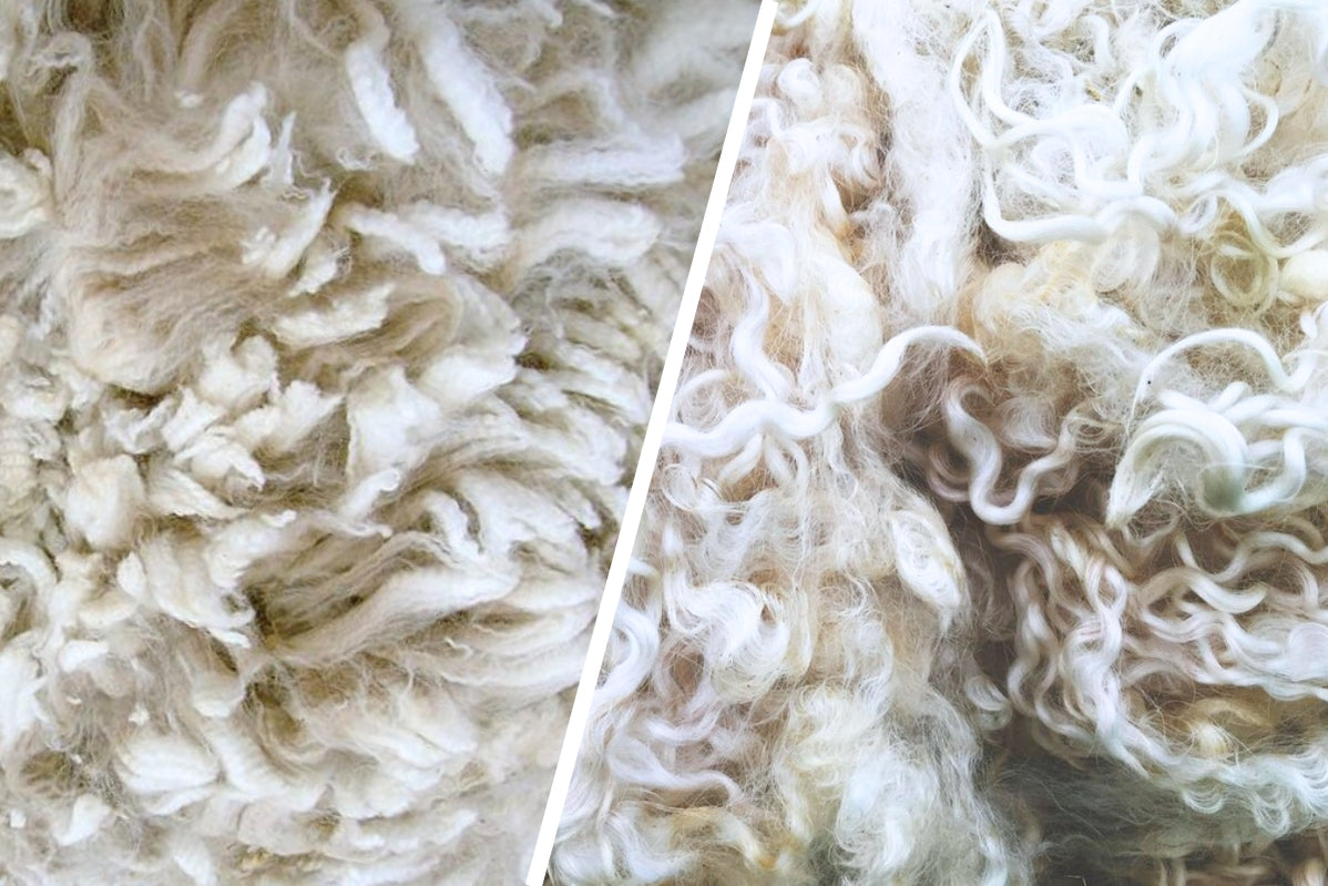 Alpaca Wool vs Merino Wool: Which is Better? – ÄYA Alpaca
